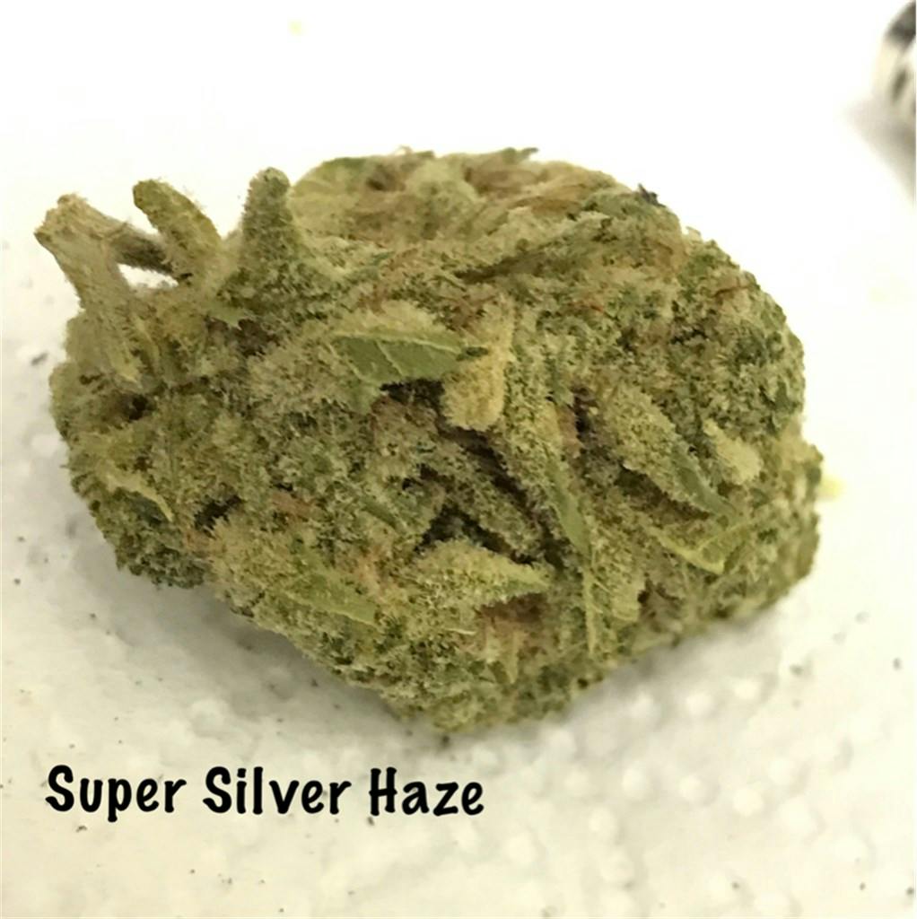 Photos of Super Silver Haze Weed Strain Buds | Leafly