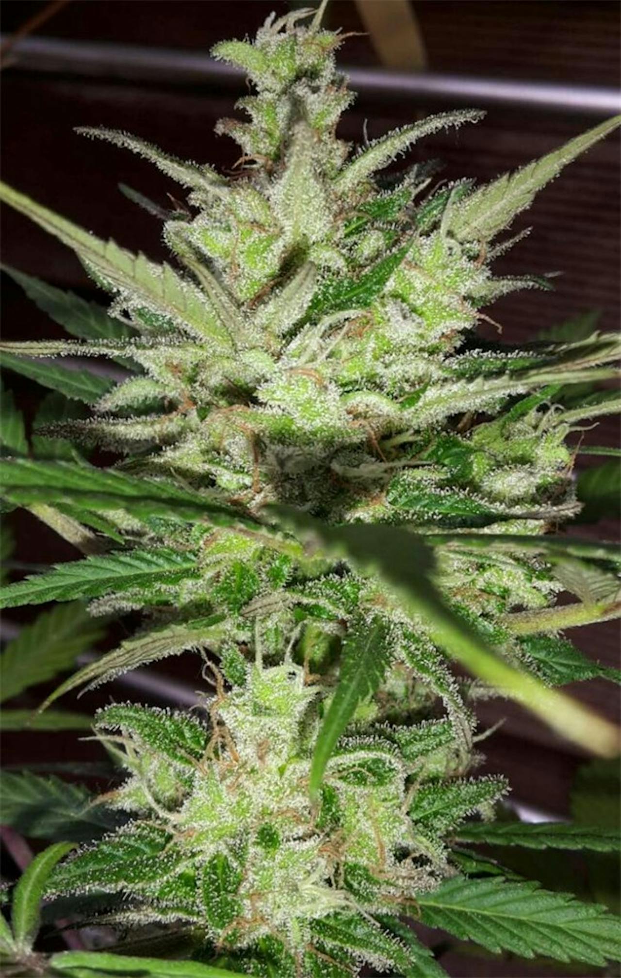 Photos of Super Skunk Weed Strain Buds | Leafly