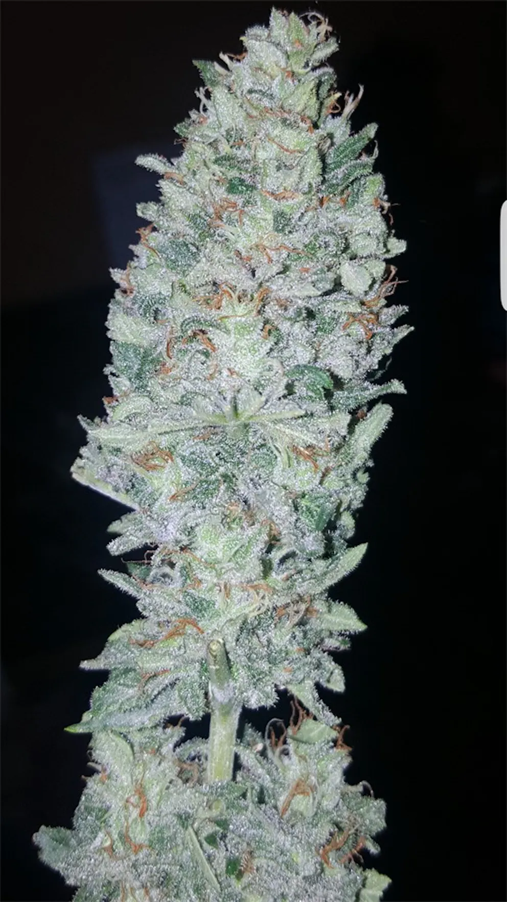 Photos of Super Skunk Weed Strain Buds | Leafly