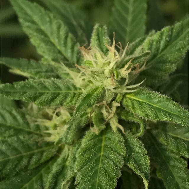 Photos of Super Skunk Weed Strain Buds | Leafly