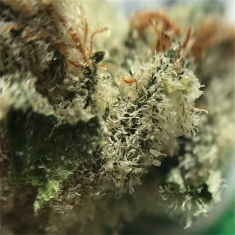 Snow Dog aka Super Snow Dog, Snowdog Weed Strain Information | Leafly