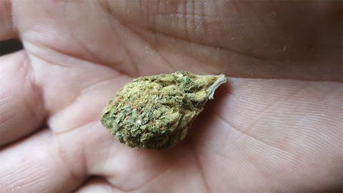 Snow Dog aka Super Snow Dog, Snowdog Weed Strain Information | Leafly