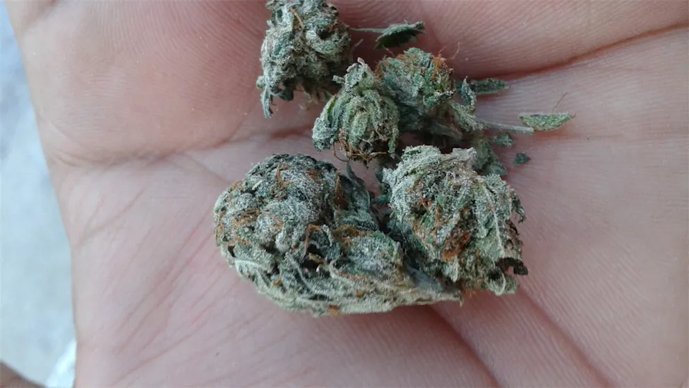 Photos of Super Sour Skunk Weed Strain Buds | Leafly