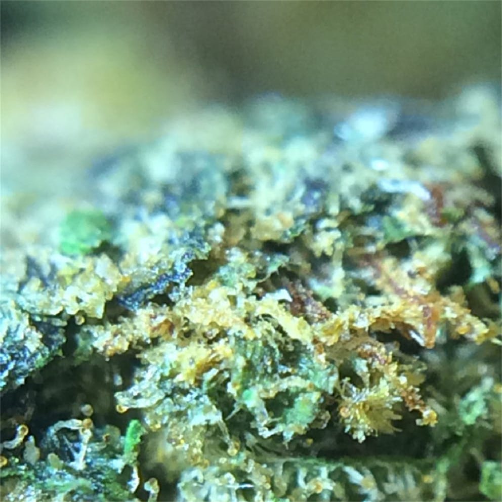 Photos of Swiss Tsunami Weed Strain Buds | Leafly