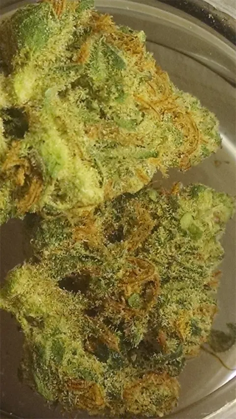 Tangerine Kush Weed Strain Information | Leafly