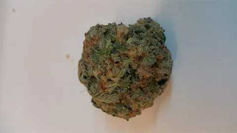 Tangerine Kush Weed Strain Information | Leafly