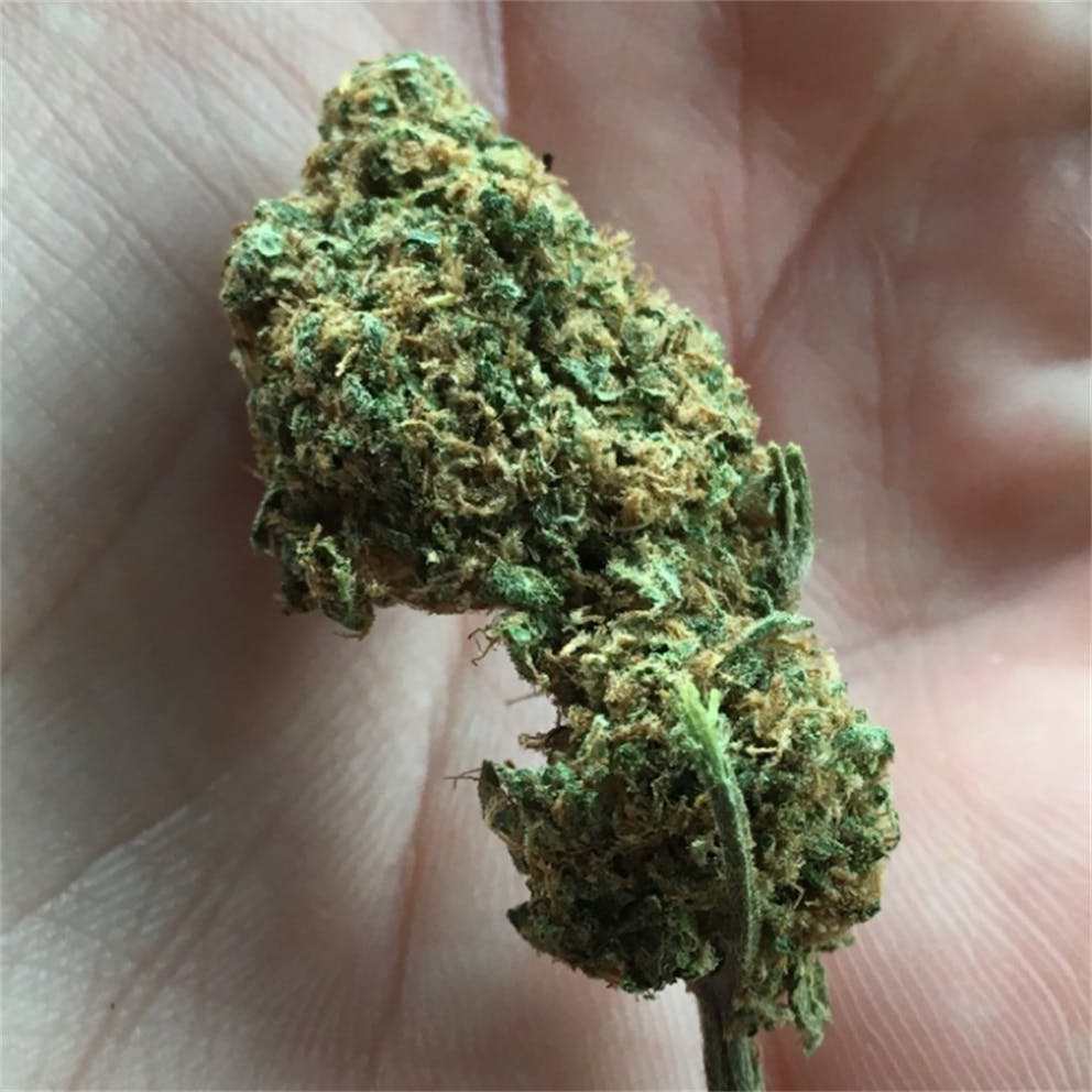 Photos of Tangerine Weed Strain Buds | Leafly