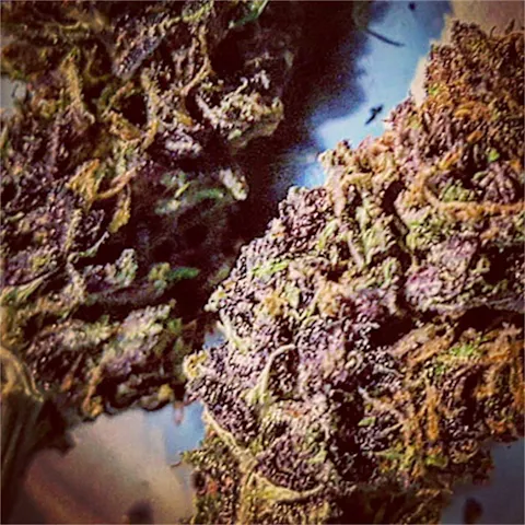 Tangerine Weed Strain Information | Leafly