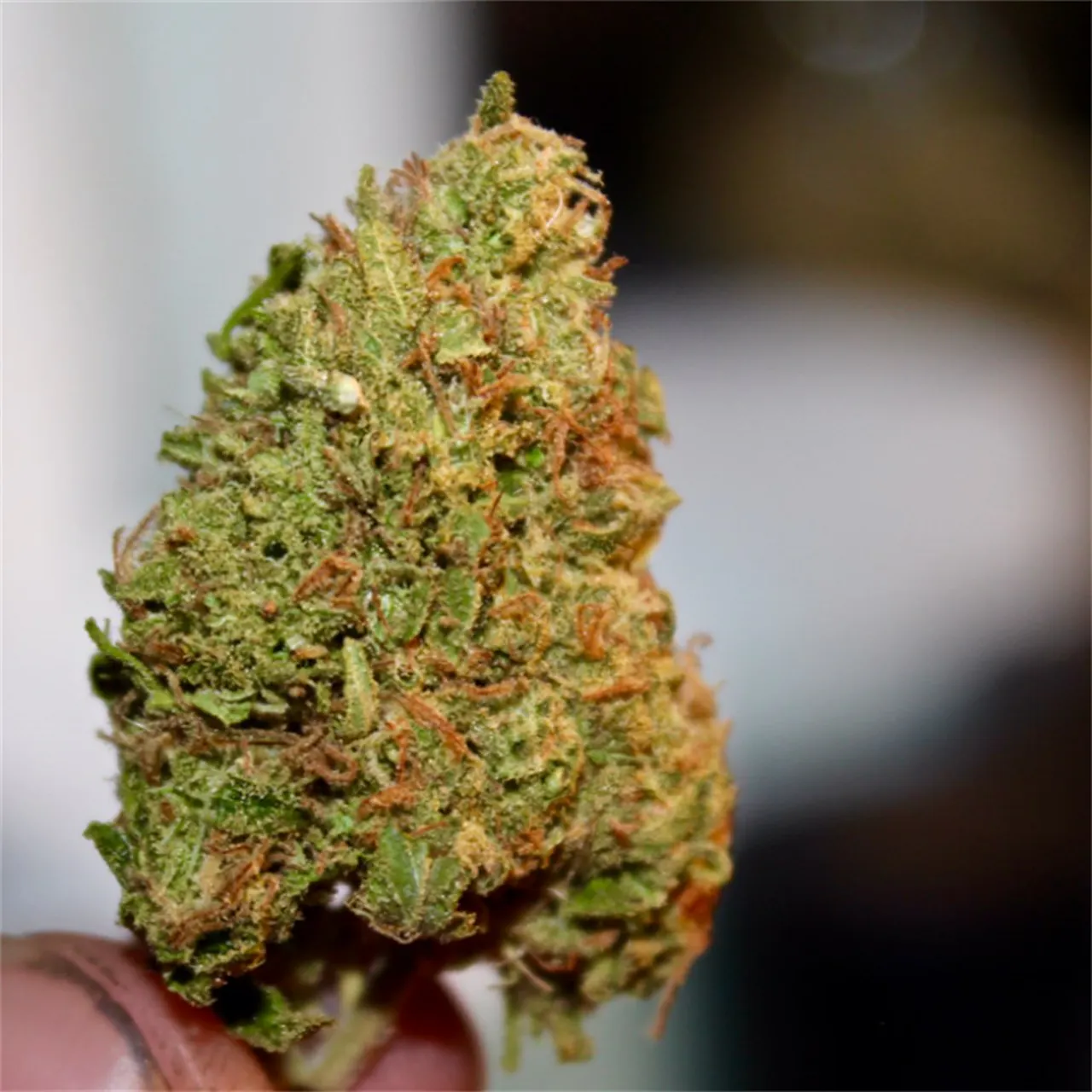 Photos of Tangie Weed Strain Buds | Leafly