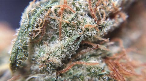 Tangilope Weed Strain Information | Leafly