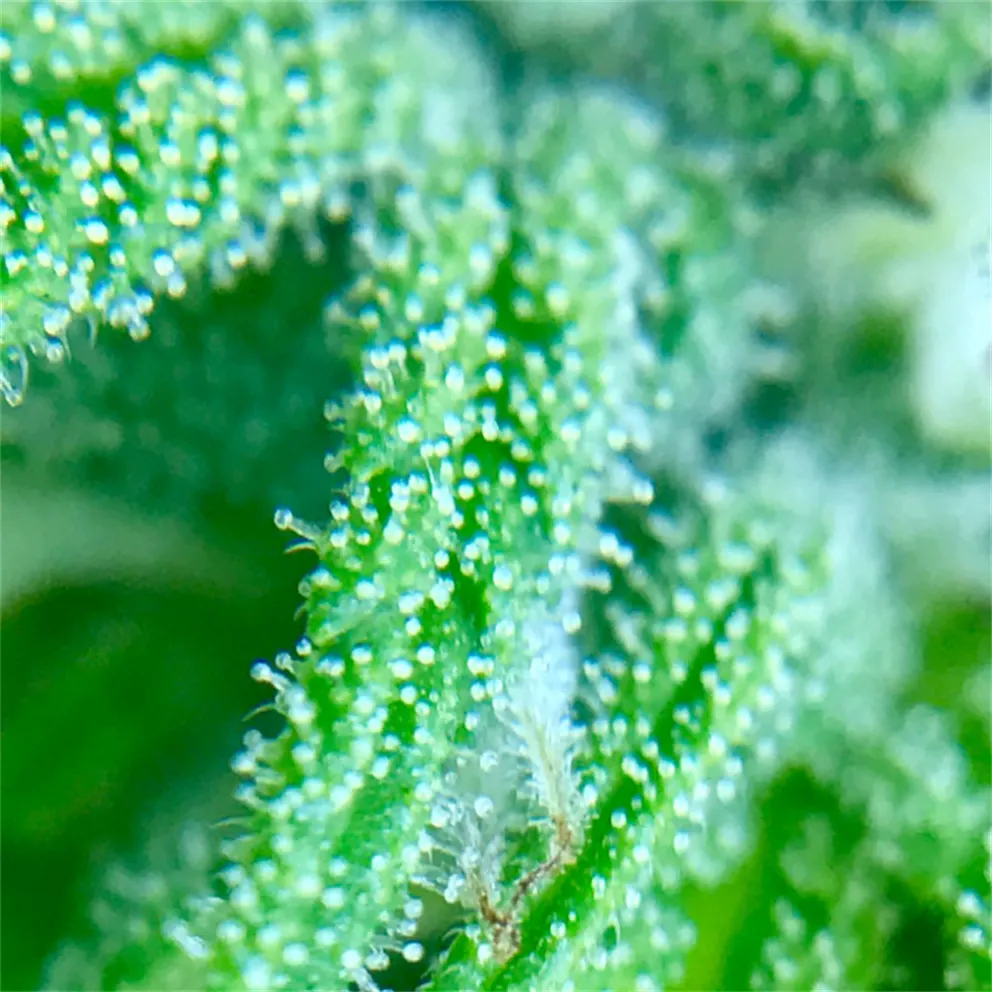 Photos of THC Bomb Weed Strain Buds | Leafly
