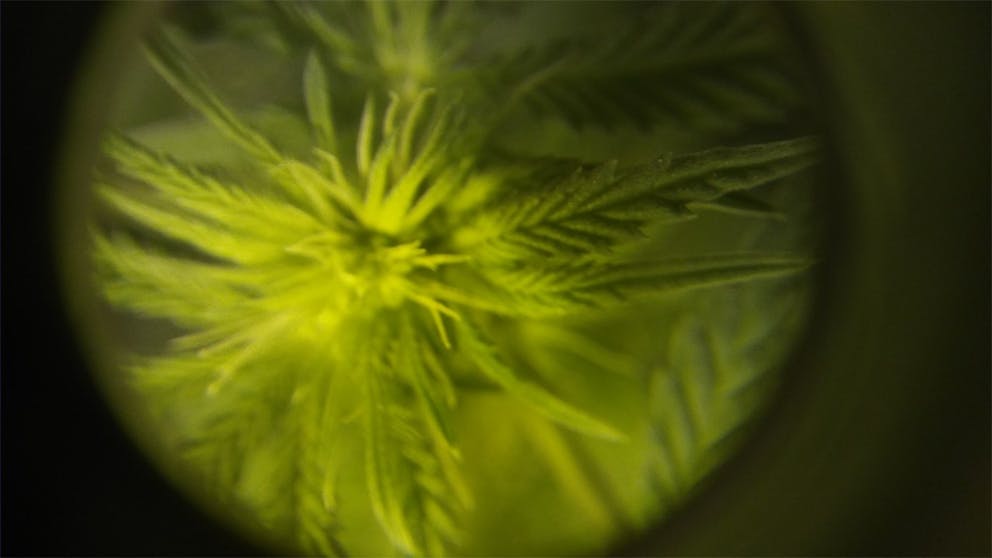 Photos of THC Bomb Weed Strain Buds | Leafly