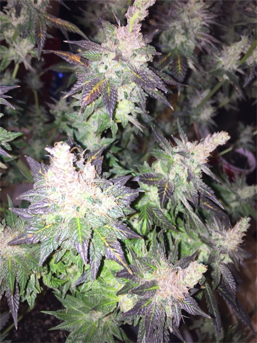 Photos of The Black Weed Strain Buds | Leafly