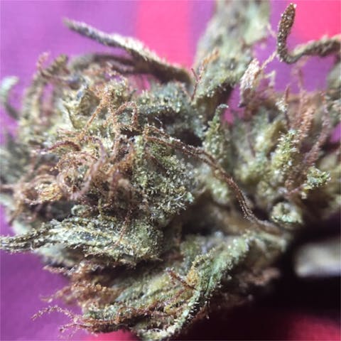 The Blood aka Blood Drive Weed Strain Information | Leafly