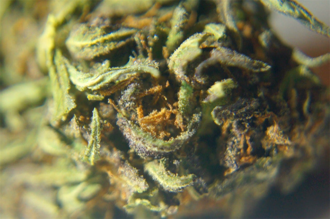 Photos of Trainwreck Weed Strain Buds | Leafly
