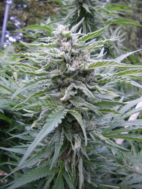 Tree of Life Weed Strain Information | Leafly