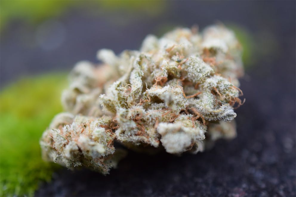 Photos of Tree of Life Weed Strain Buds | Leafly