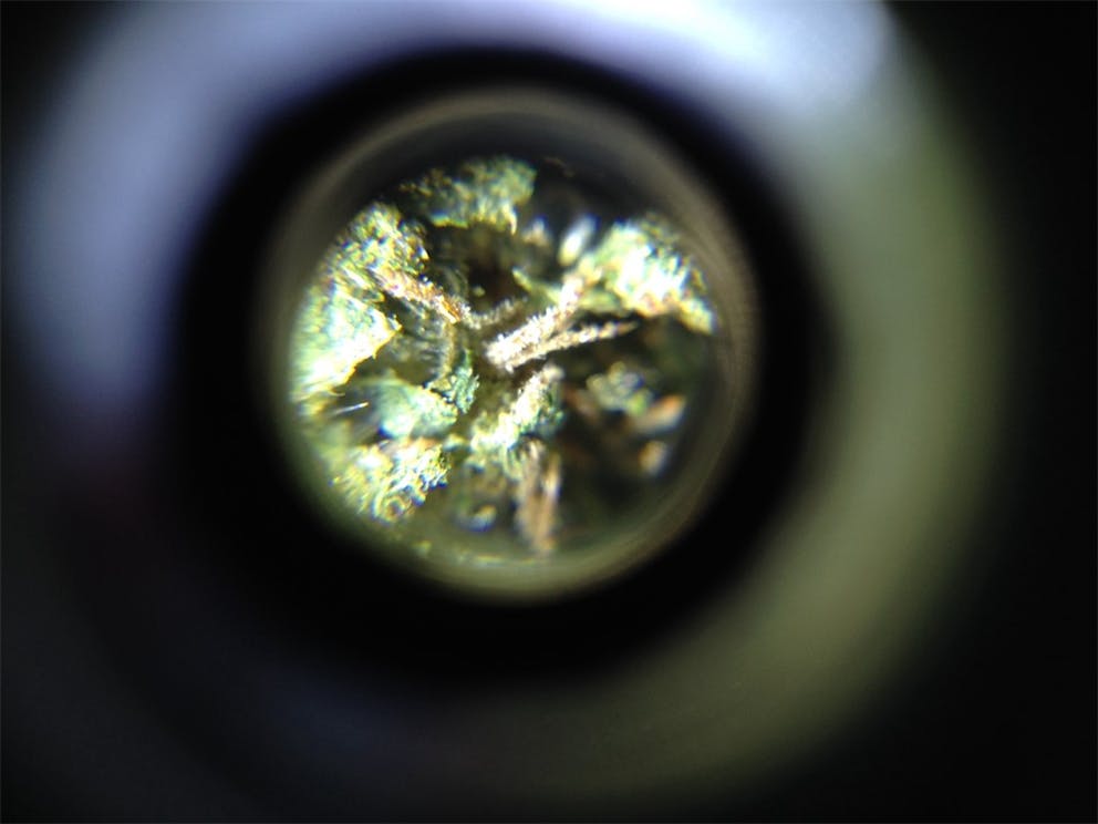 Photos of Trinity Weed Strain Buds | Leafly