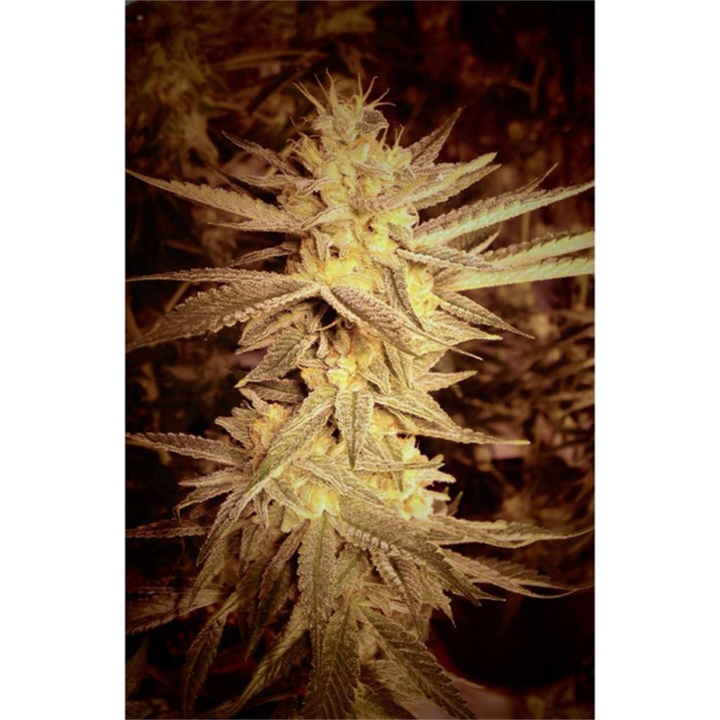 Triple Cheese Weed Strain Information | Leafly