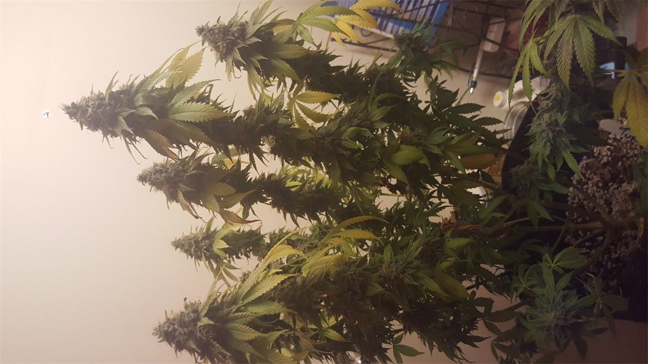 Turbo Mind Warp Weed Strain Information | Leafly