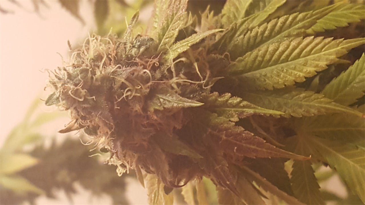 Turbo Mind Warp Weed Strain Information | Leafly