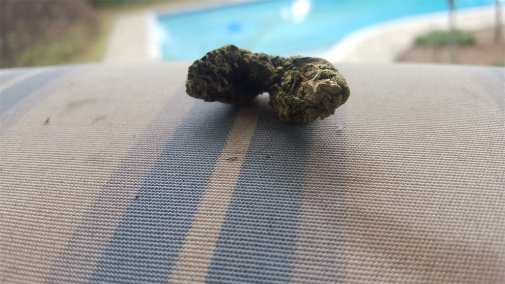 Photos of UK Cheese Weed Strain Buds | Leafly