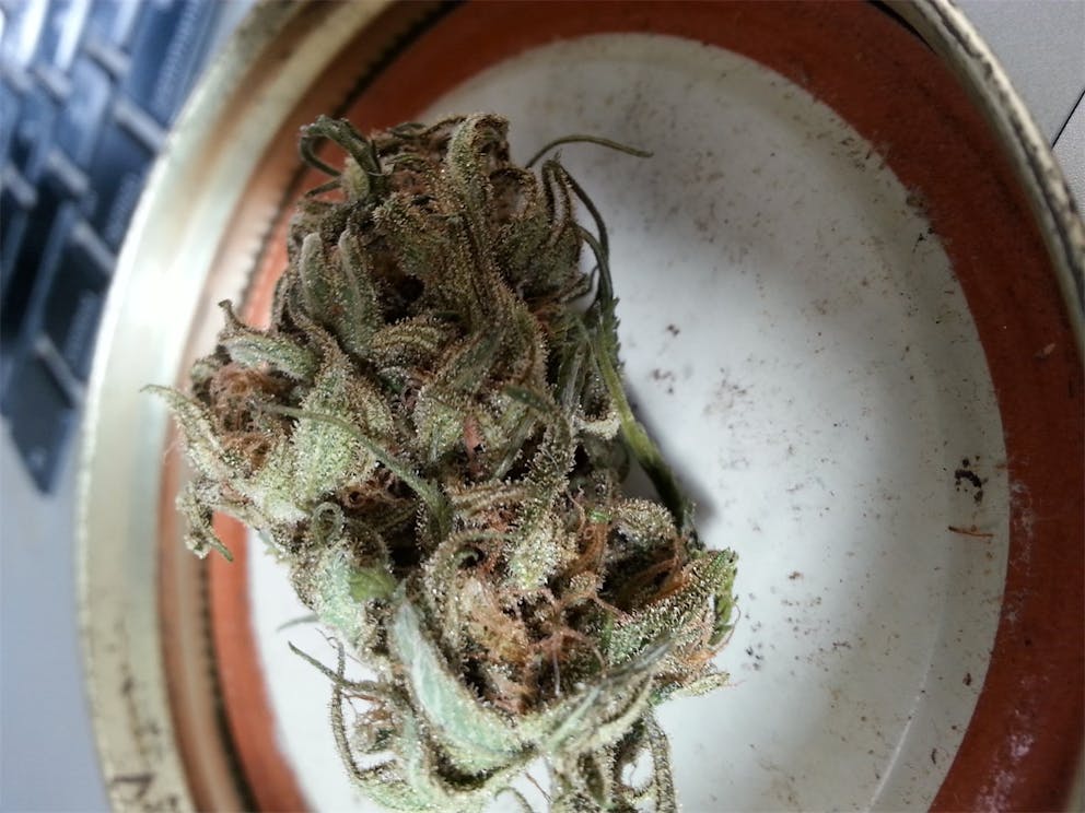 Photos of Violet Delight Weed Strain Buds | Leafly