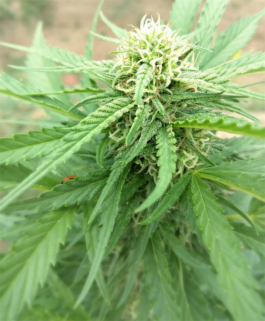 Photos of Vortex Weed Strain Buds | Leafly