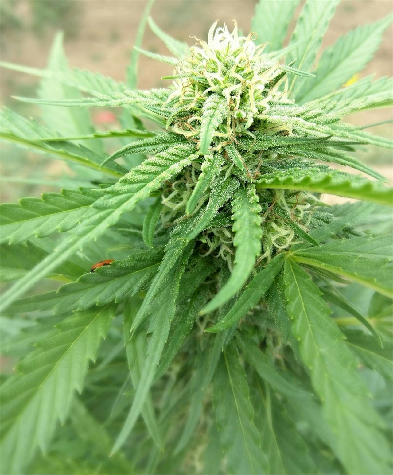 Photos of Vortex Weed Strain Buds | Leafly