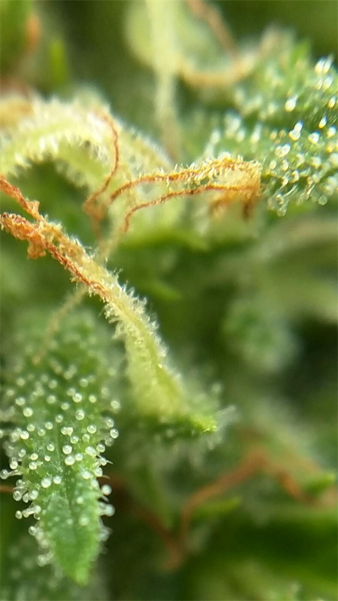 Photos of Vortex Weed Strain Buds | Leafly