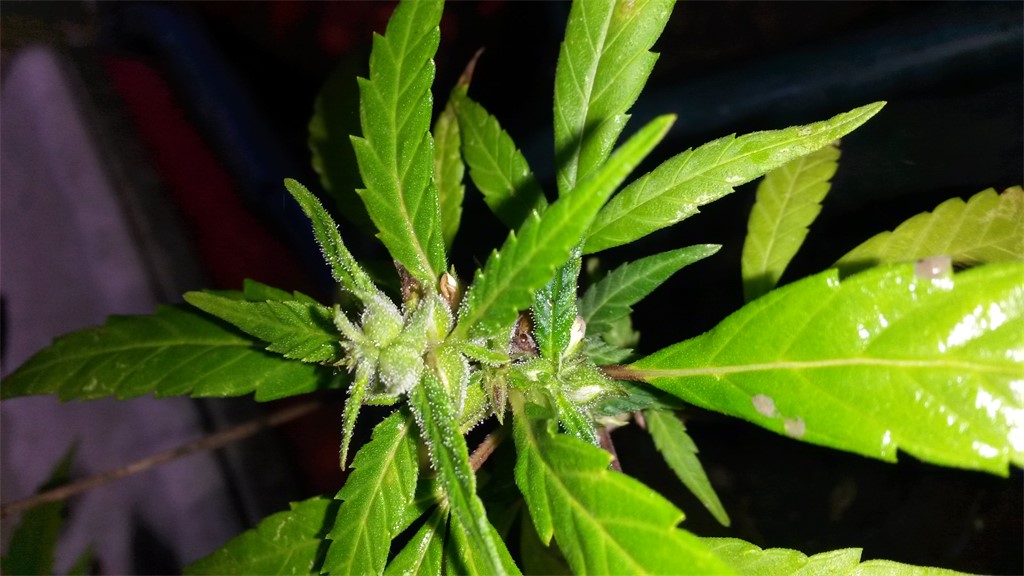 Photos of Vortex Weed Strain Buds | Leafly