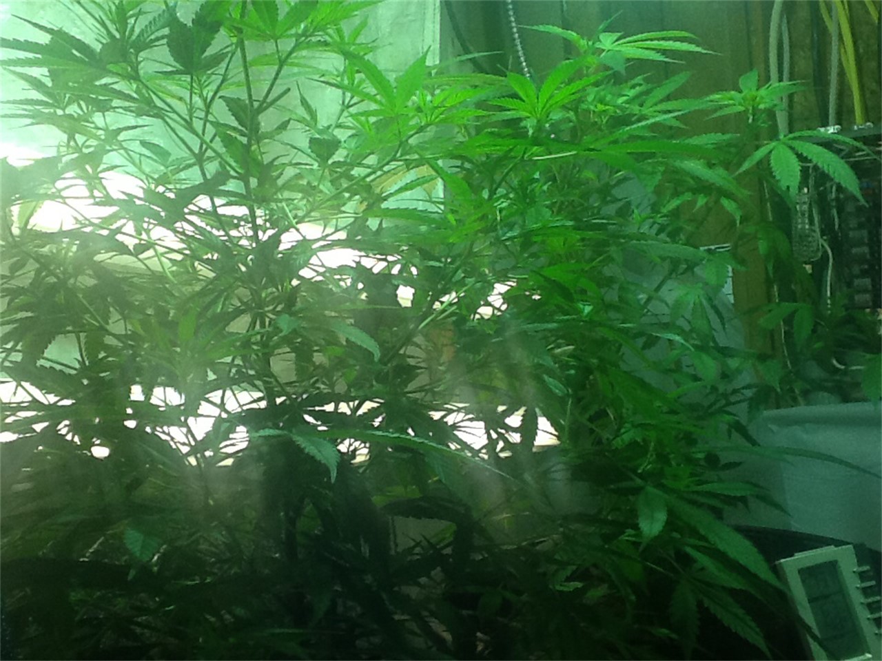 Photos of Vortex Weed Strain Buds | Leafly