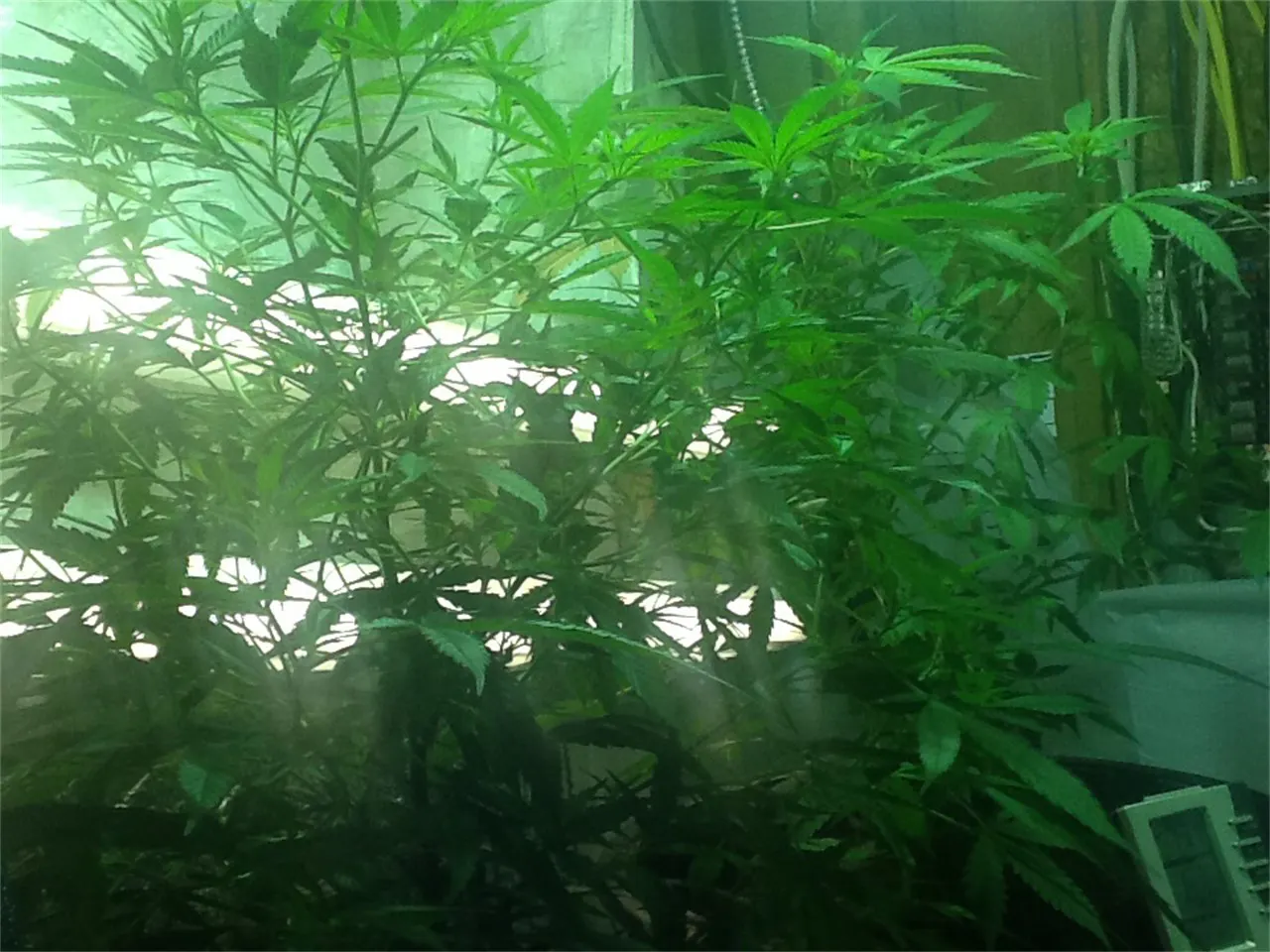 Photos of Vortex Weed Strain Buds | Leafly