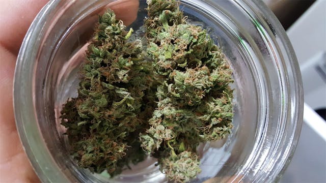 Photos of Vortex Weed Strain Buds | Leafly