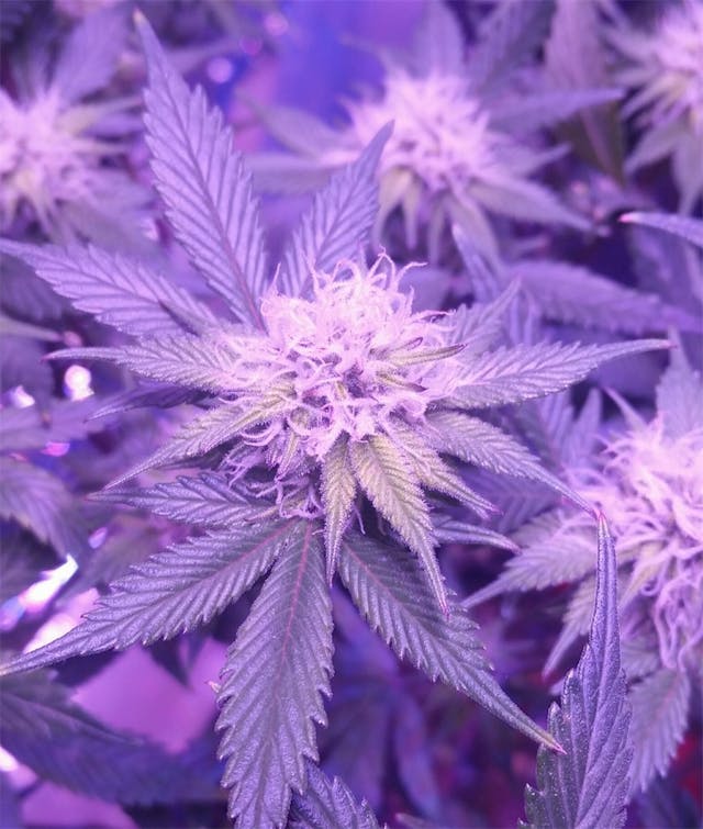 Photos of Vortex Weed Strain Buds | Leafly