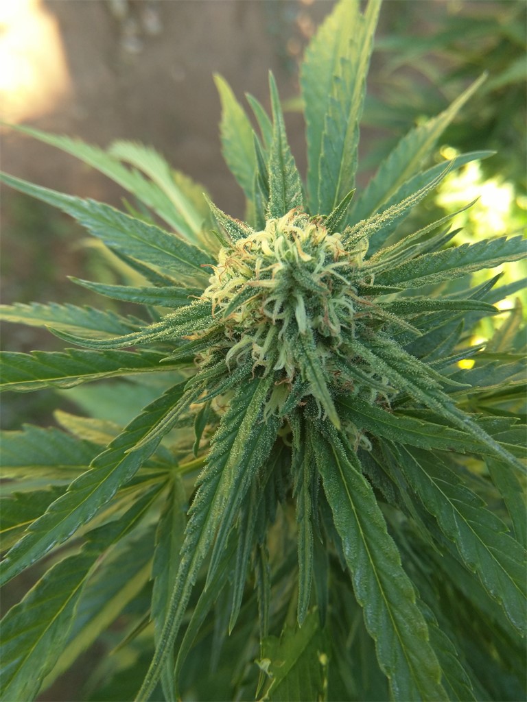 Photos of Vortex Weed Strain Buds | Leafly