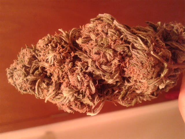 Photos of Vortex Weed Strain Buds | Leafly