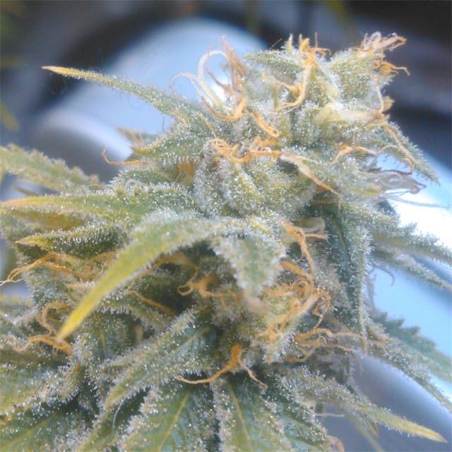 Photos of Vortex Weed Strain Buds | Leafly