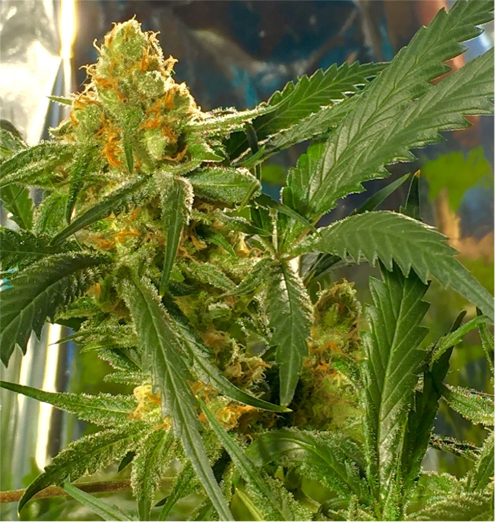 Photos of Vortex Weed Strain Buds | Leafly