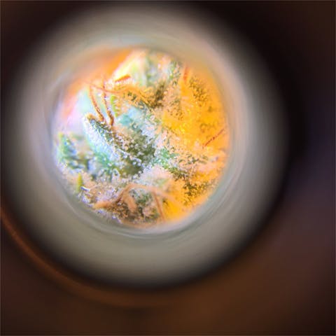 Wappa Weed Strain Information | Leafly