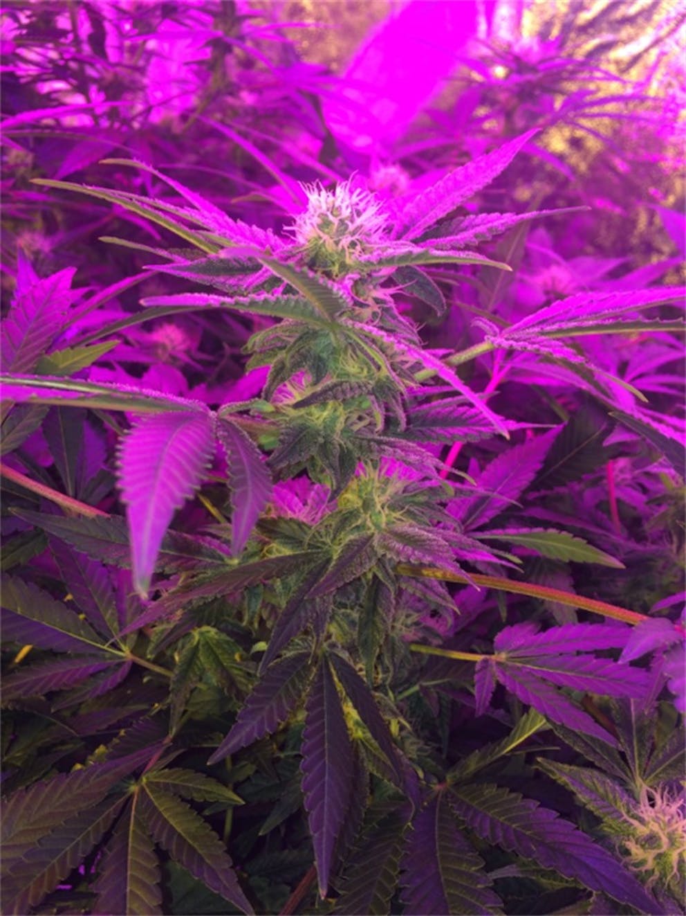 Photos Of Wappa Weed Strain Buds Leafly