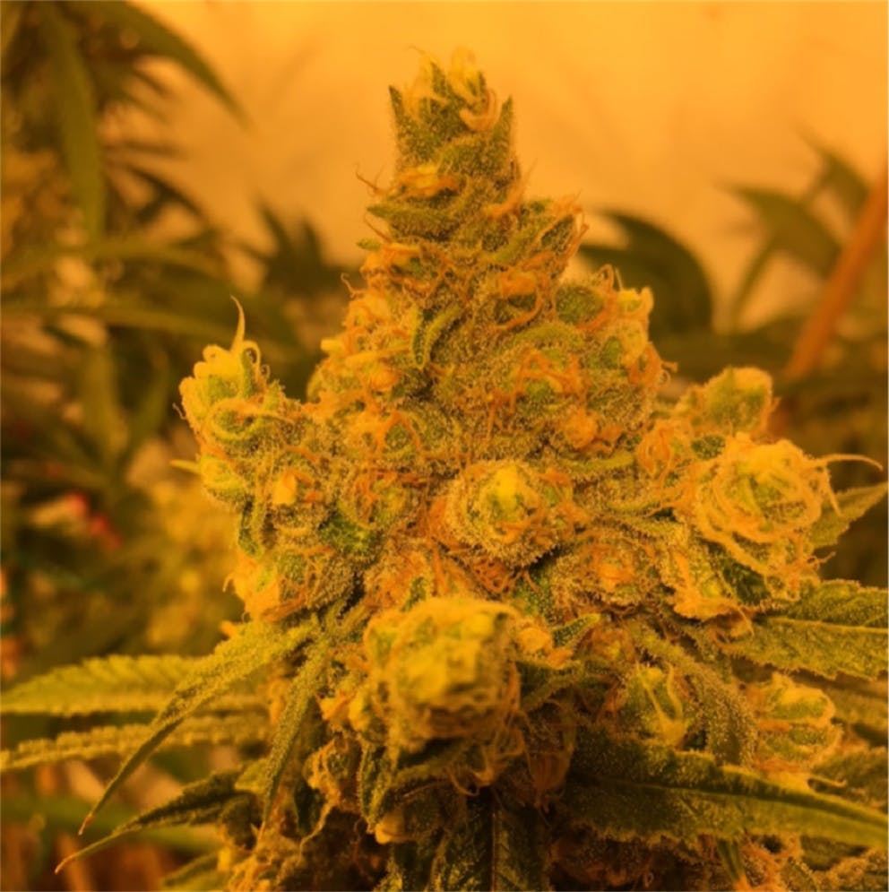 Photos of Watermelon Weed Strain Buds | Leafly