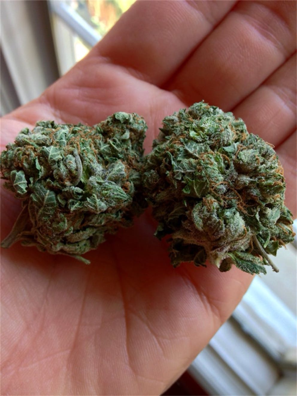 Photos of Watermelon Weed Strain Buds | Leafly