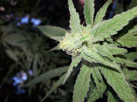 White Berry aka White Raspberry Weed Strain Information | Leafly