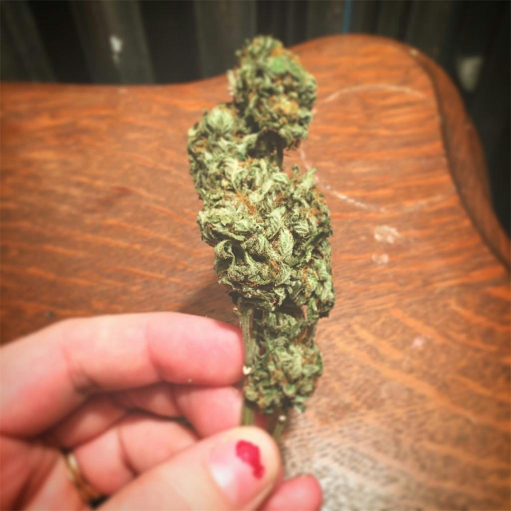 Photos of White Diesel Weed Strain Buds | Leafly