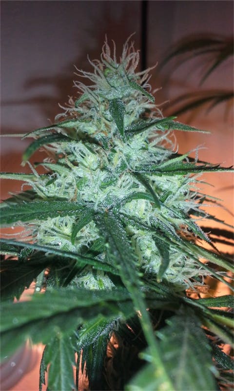 White Fire OG aka WiFi OG, WiFi, White Fire, WiFi Kush Weed Strain ...