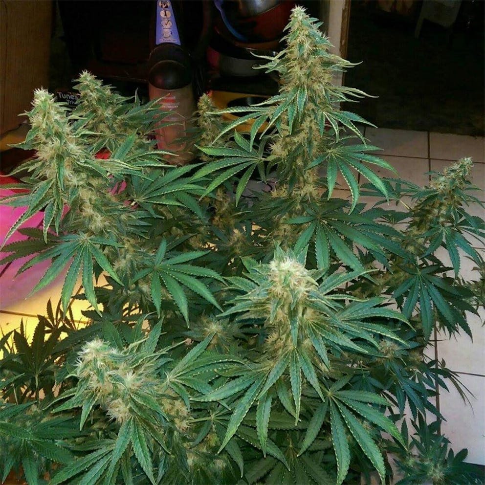 Photos of White Lavender Weed Strain Buds | Leafly