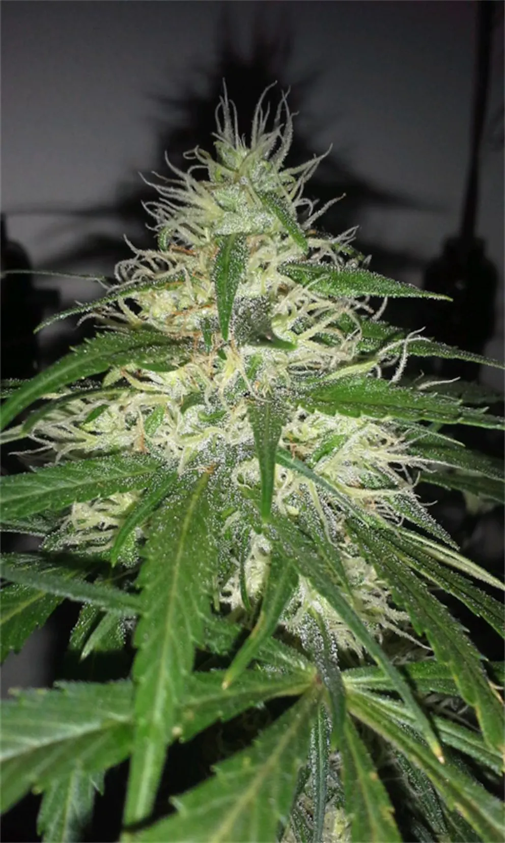 Photos of White Rhino Weed Strain Buds | Leafly