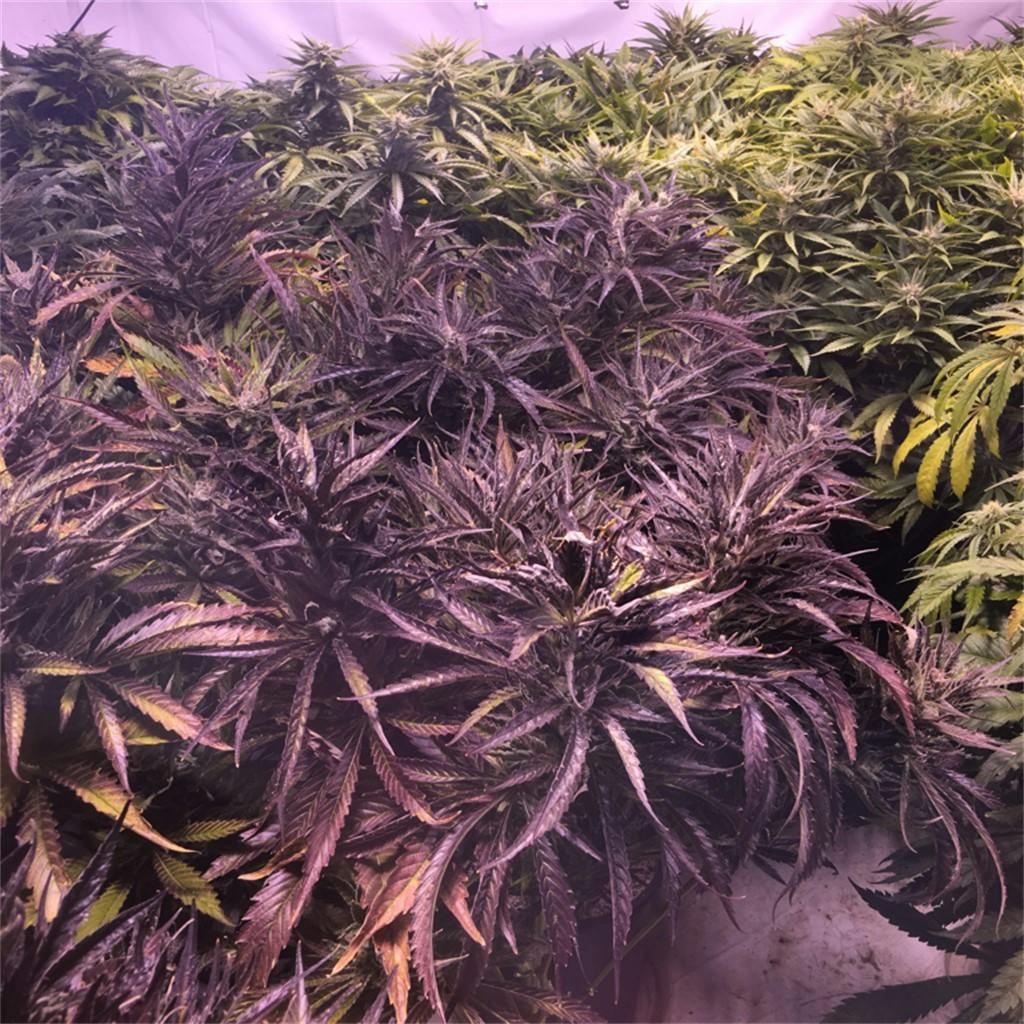Photos of White Romulan Weed Strain Buds | Leafly