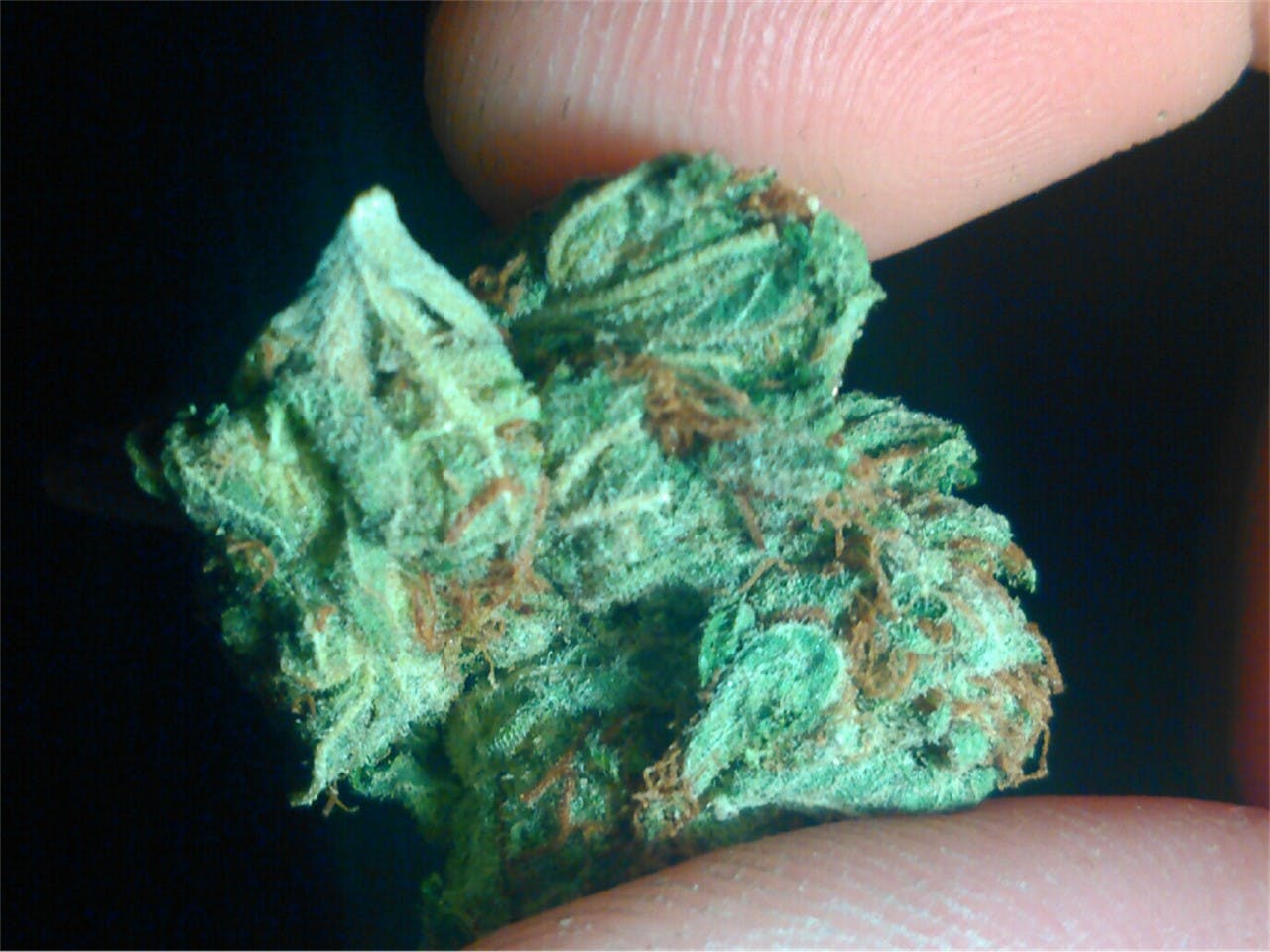 Photos of White Walker Kush Weed Strain Buds | Leafly